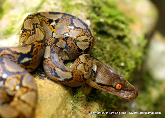 Reticulated Python | Project Noah