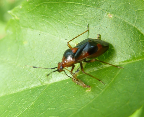 Mirid Bug | Project Noah