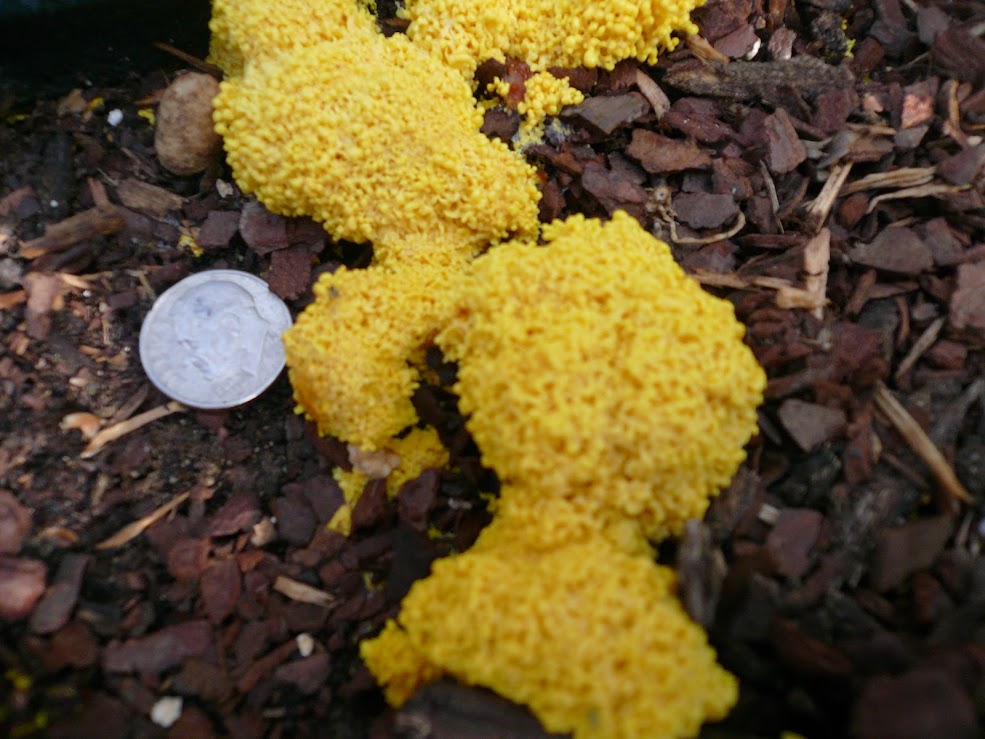 Yellow Slime Mold | Project Noah