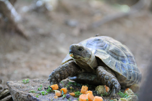 Spur-thighed Tortoise | Project Noah