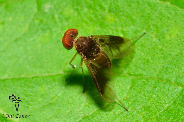 Snipe Fly | Project Noah