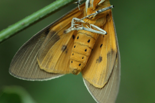 Asota Moth | Project Noah