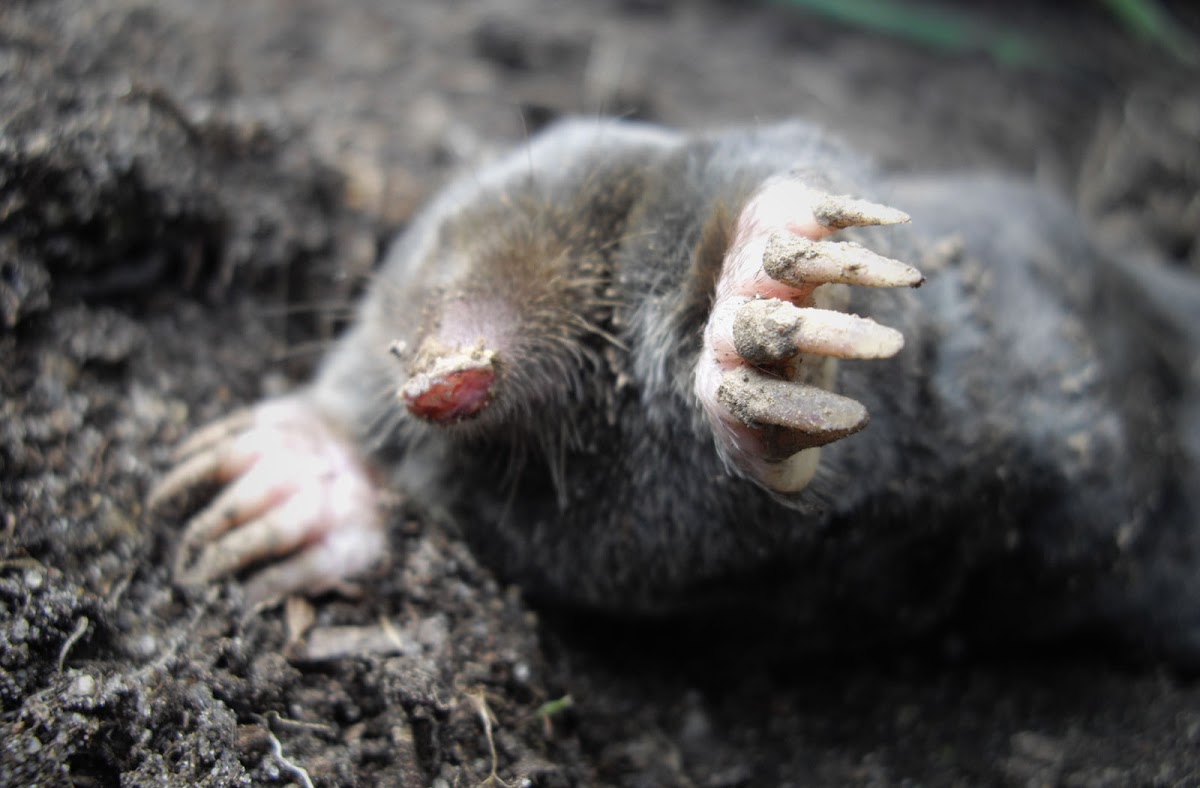 European Mole | Project Noah