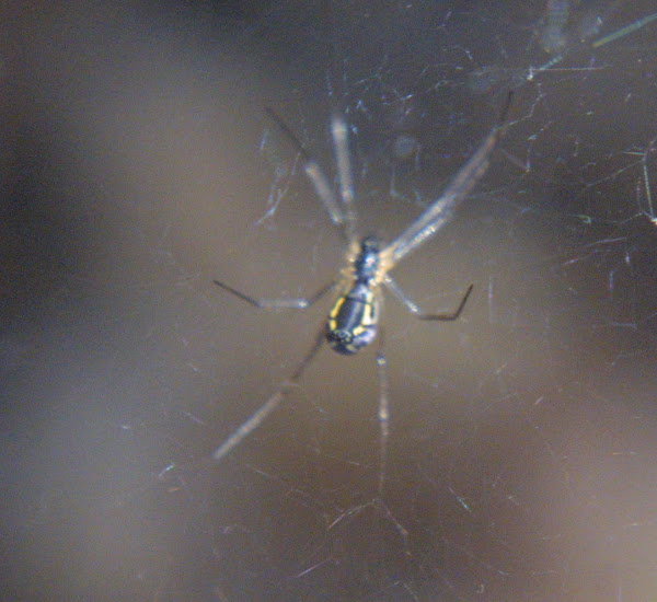 Filmy Dome Spider, female and male | Project Noah