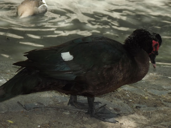 Pato Real Mexicano | Project Noah