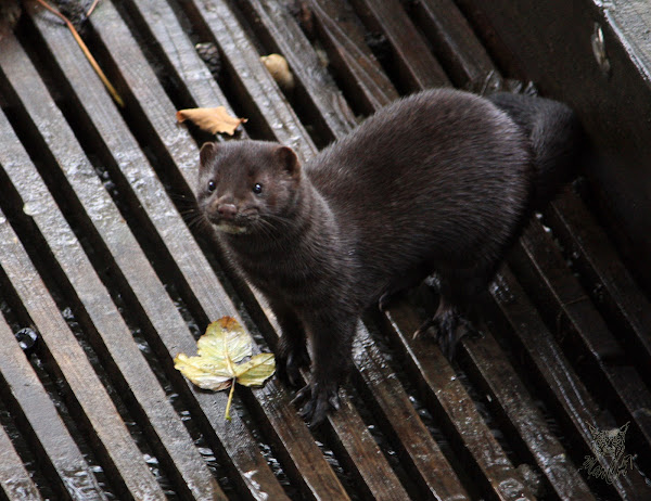 American Mink - Norek americký | Project Noah