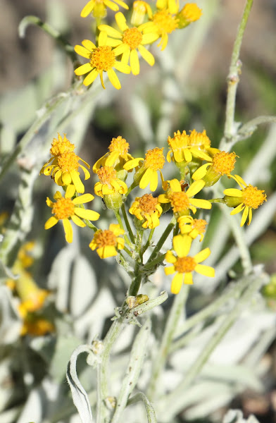 Unknown plant | Project Noah