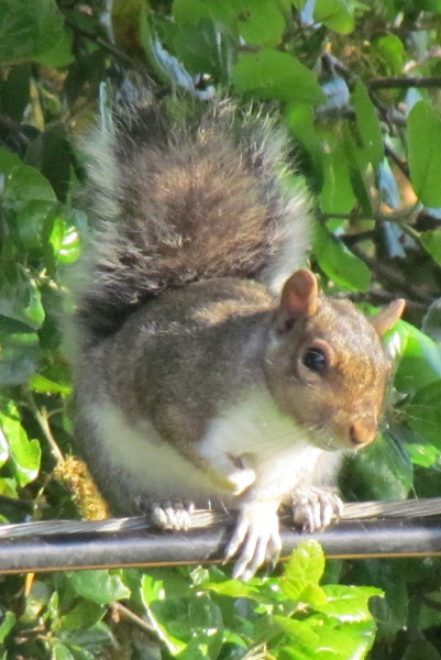 Squirrel | Project Noah