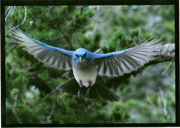 Mexican Jay | Project Noah