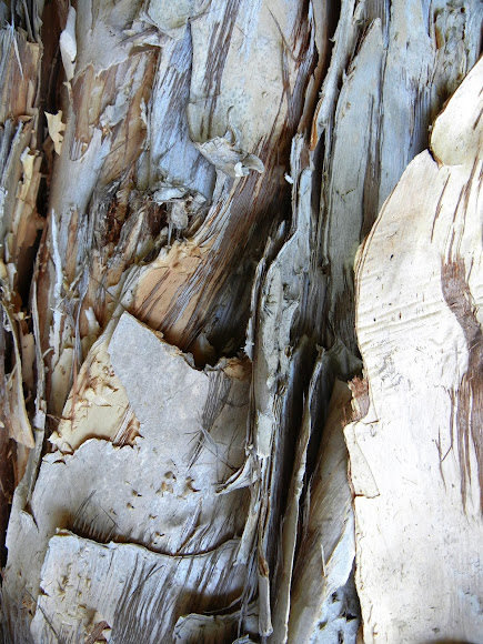 paper bark tree | Project Noah