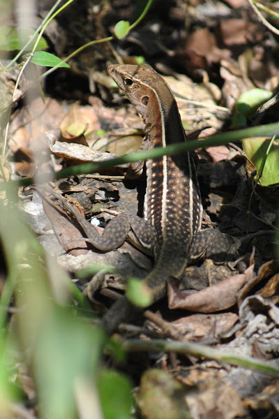Puerto Rican Ground Lizard | Project Noah
