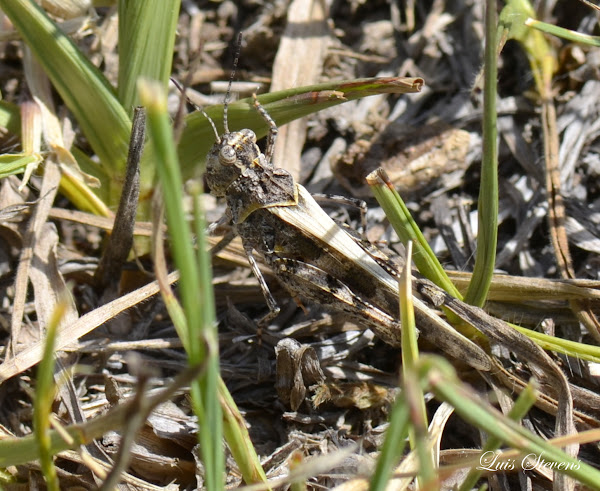 Grasshopper | Project Noah