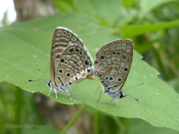 African Babul Blue | Project Noah