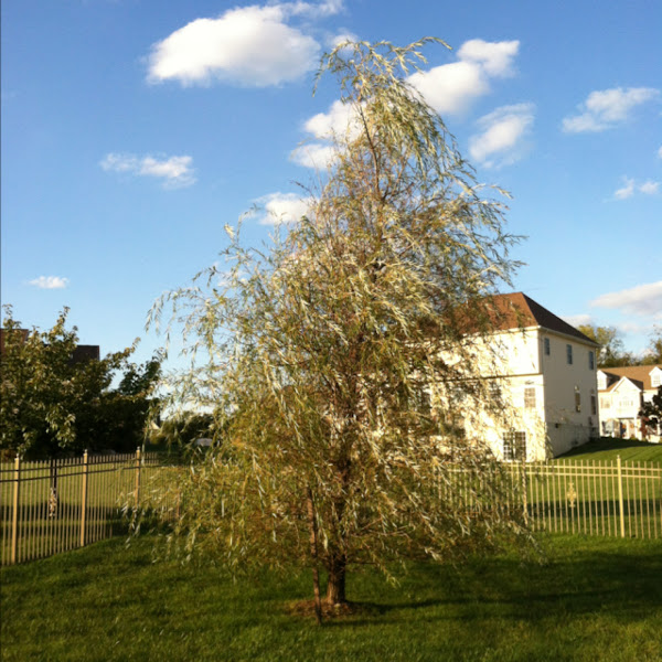 Weeping Willow | Project Noah