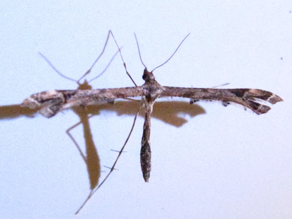 Amblyptilia acanthadactyla | Project Noah