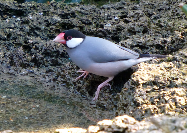 Java Sparrow | Project Noah