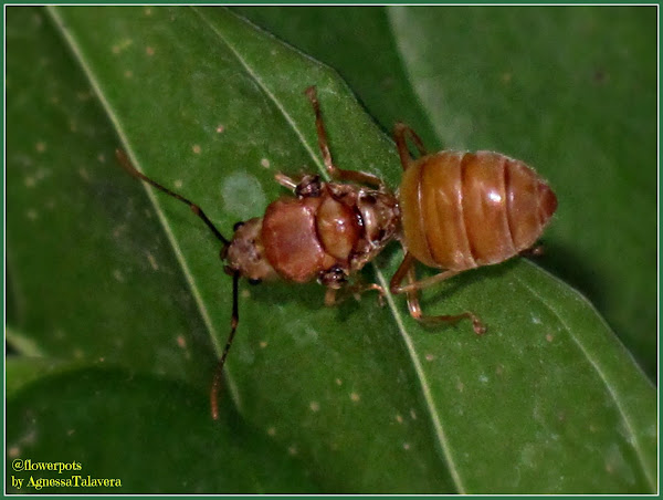 Mated Queen Green Ant | Project Noah