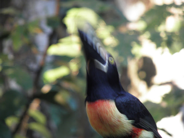 collared aracari eating | Project Noah
