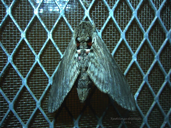 Convolvulus Hawk Moth | Project Noah