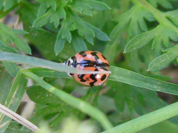Indian Wave Striped Ladybug | Project Noah