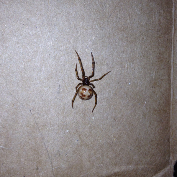 Triangulate cobweb spider | Project Noah