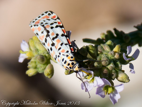 Crimson-speckled Footman/Flunkey | Project Noah