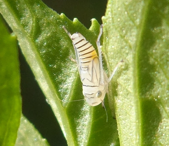 Leafhopper nymph | Project Noah