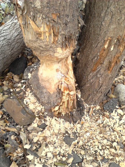 Beaver chew mark. | Project Noah