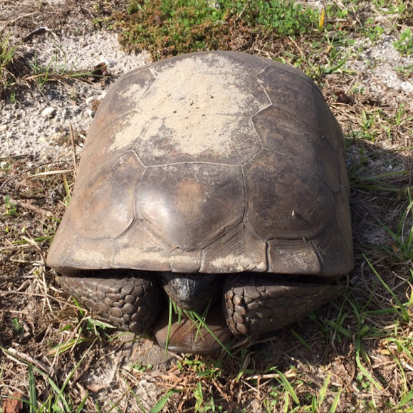Gopher Tortoise | Project Noah