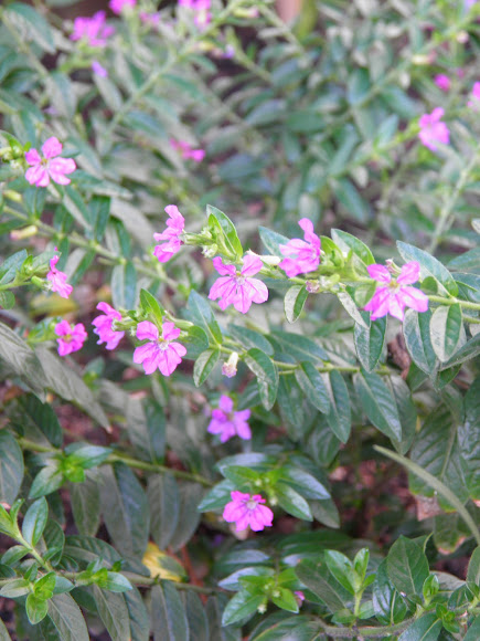 False Heather (Cufia) | Project Noah