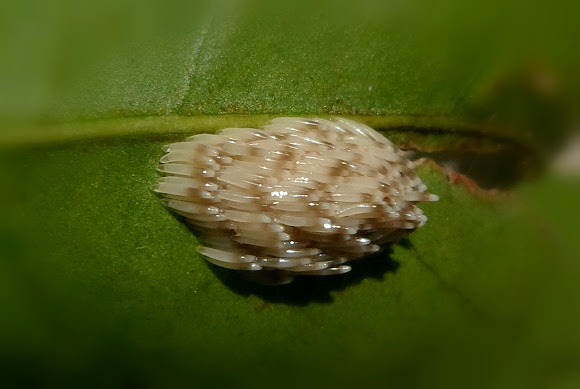 Fly eggs | Project Noah