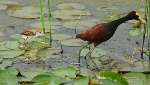 Gallito de agua | Project Noah
