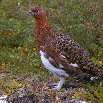 Arctic Tundra Wildlife Watch | Project Noah