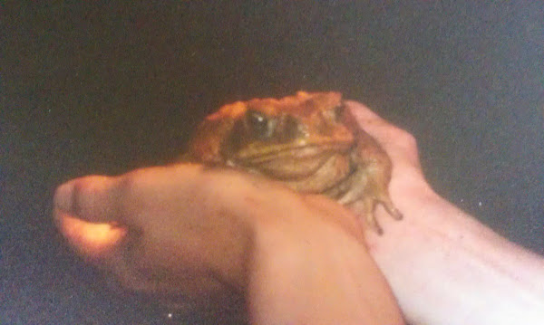 Cane toad | Project Noah