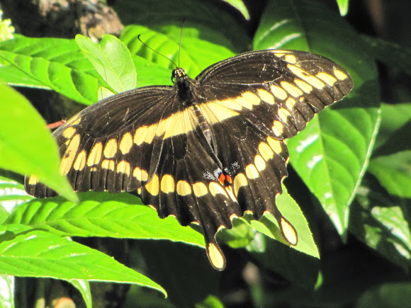 Eastern Giant swallowtail | Project Noah