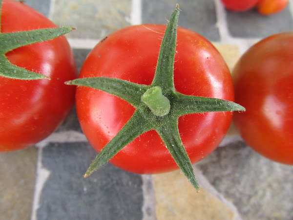 Cherry Tomato | Project Noah