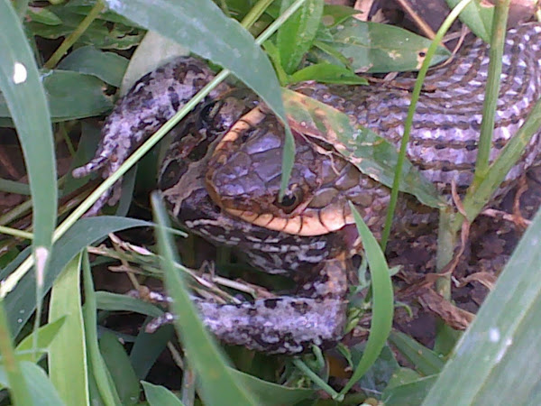 Keelback, Freshwater Snake | Project Noah