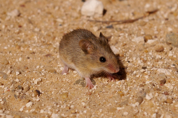 Western Harvest Mouse | Project Noah