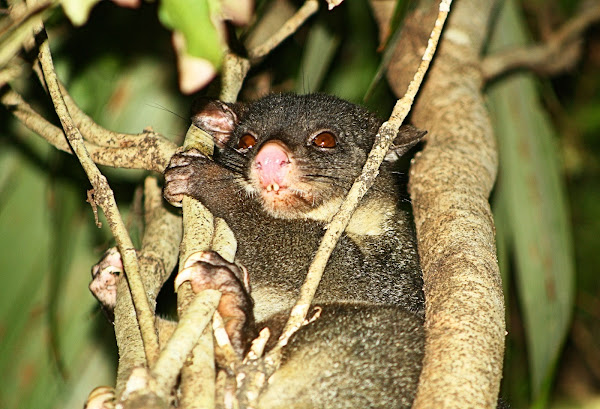 Short-eared possum | Project Noah
