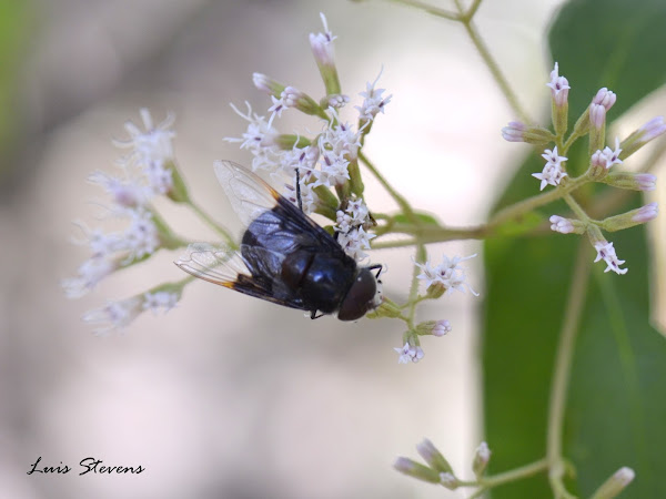 Mexican Cactus Fly | Project Noah