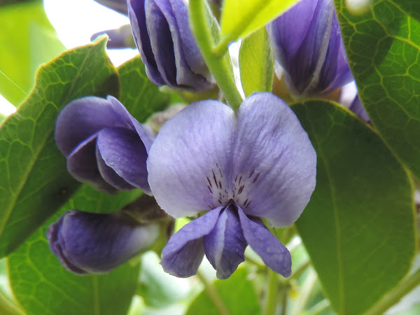 Texas Mountain Laurel, Mescal Bean | Project Noah