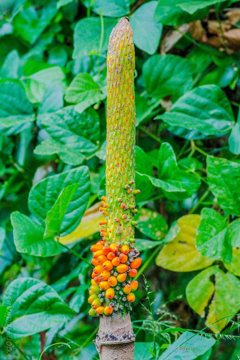 Titan Arum Fruit | Project Noah