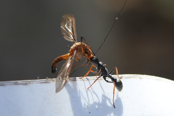 Bull Ant (Jack Jumper?) | Project Noah