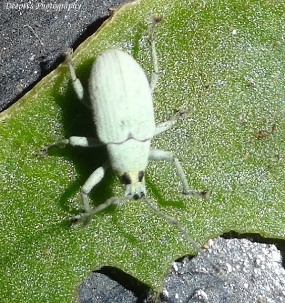 Pod Borer | Project Noah