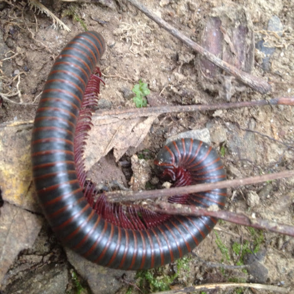 North American millipede | Project Noah