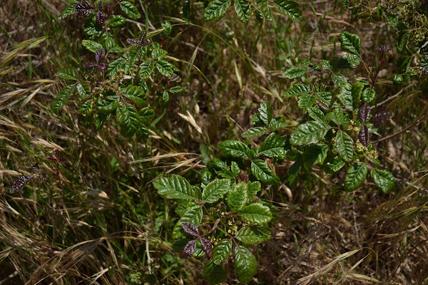 Poison Oak | Project Noah