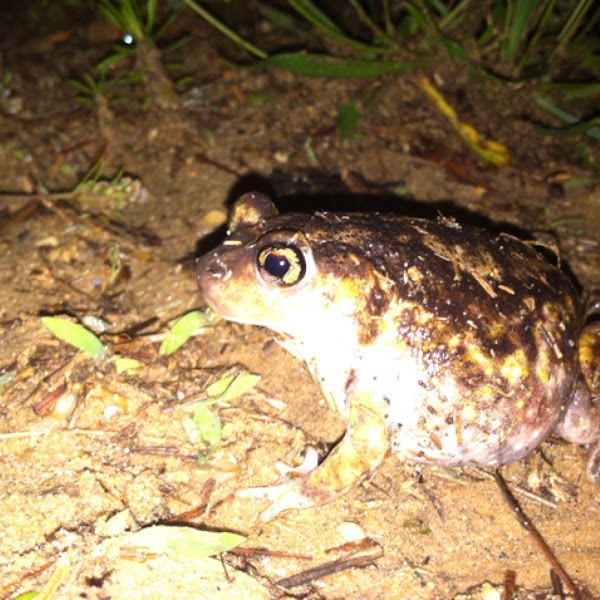 Eastern Spadefoot Toad | Project Noah