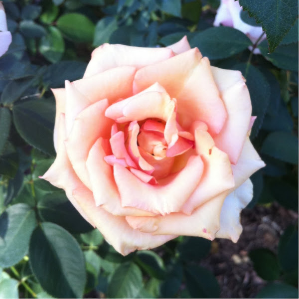 Tyler Roses | Project Noah