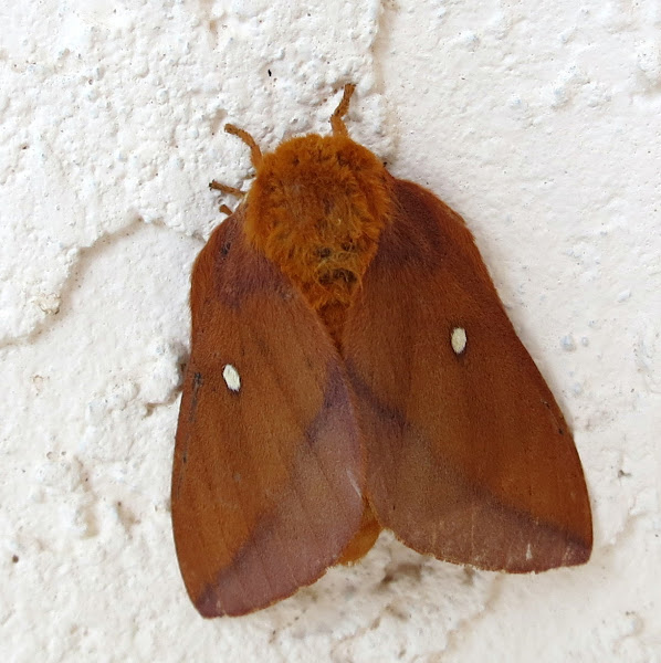 Pink-striped Oakworm Moth | Project Noah