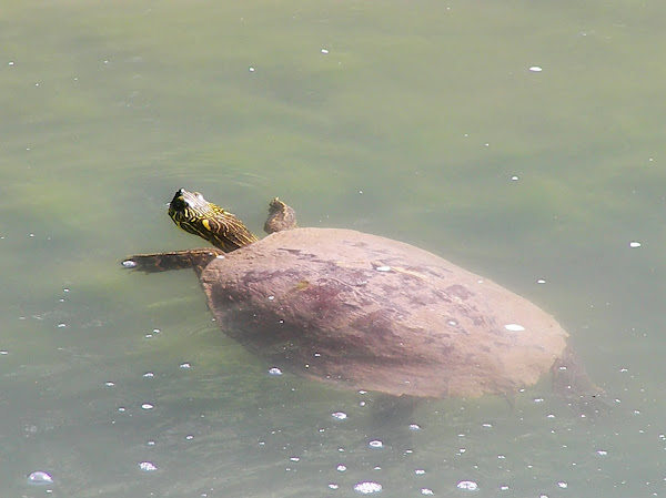 Texas River Cooter | Project Noah